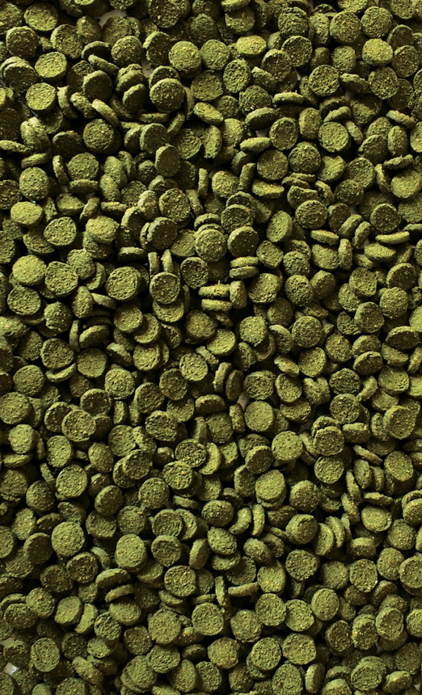 Mini Algae Wafers – FishScience